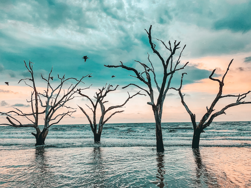 Botany Bay is the Best Boneyard Beach Near Charleston - The Traveling ...